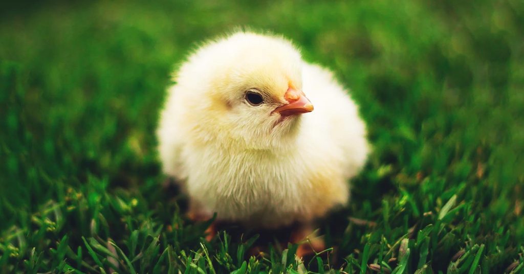 32 Chicken Crafts for Kids of All Ages - Cool Kids Crafts