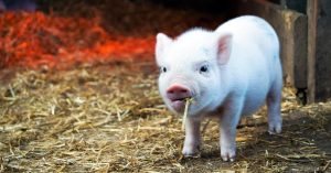 30 Different Fun and Cute Farm Animal Crafts For Kids - Cool Kids Crafts