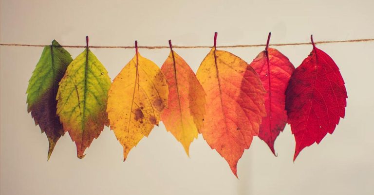 17 Nature Collage Crafts to Embrace the Fall Season - Cool Kids Crafts