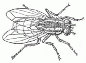 21 Fascinating Fly Drawings For Kids - Cool Kids Crafts