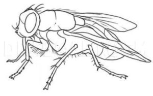 21 Fascinating Fly Drawings For Kids - Cool Kids Crafts