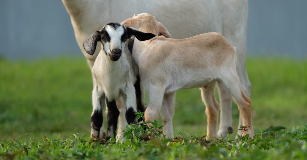 Learn How to Draw a Goat with These 21 Goat Drawings - Cool Kids Crafts