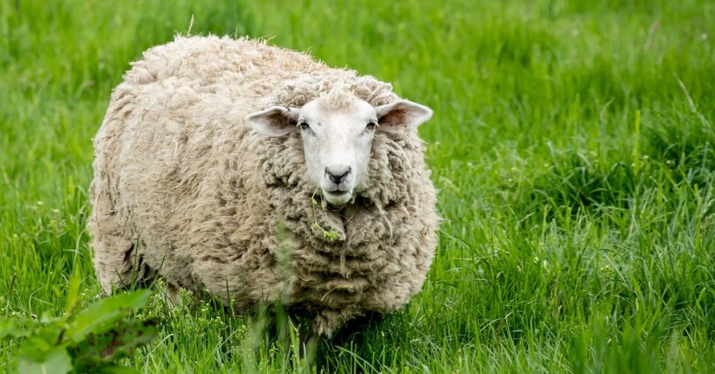 23 Easy Sheep Crafts for Kids - Cool Kids Crafts