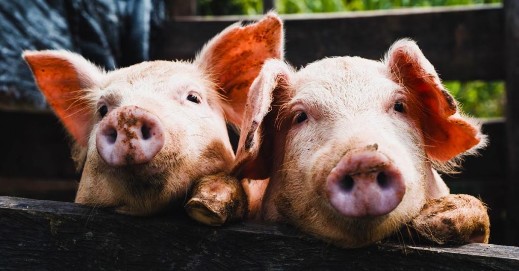 21 Beginner Friendly Pig Perler Beads Patterns - Cool Kids Crafts