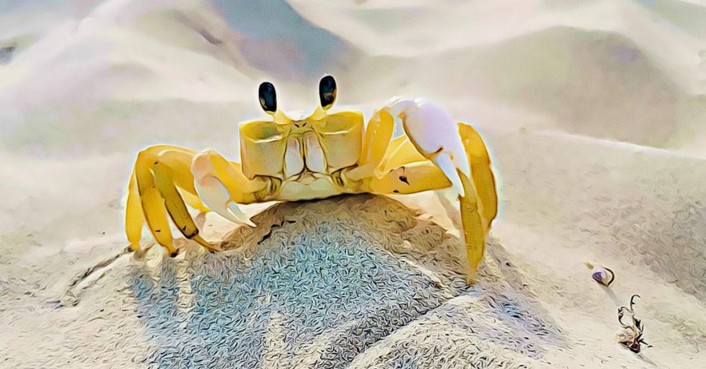 25 Simple Crab Crafts for the Summer - Cool Kids Crafts