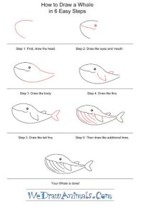 20 Whale Drawings for Sea Lovers - Cool Kids Crafts
