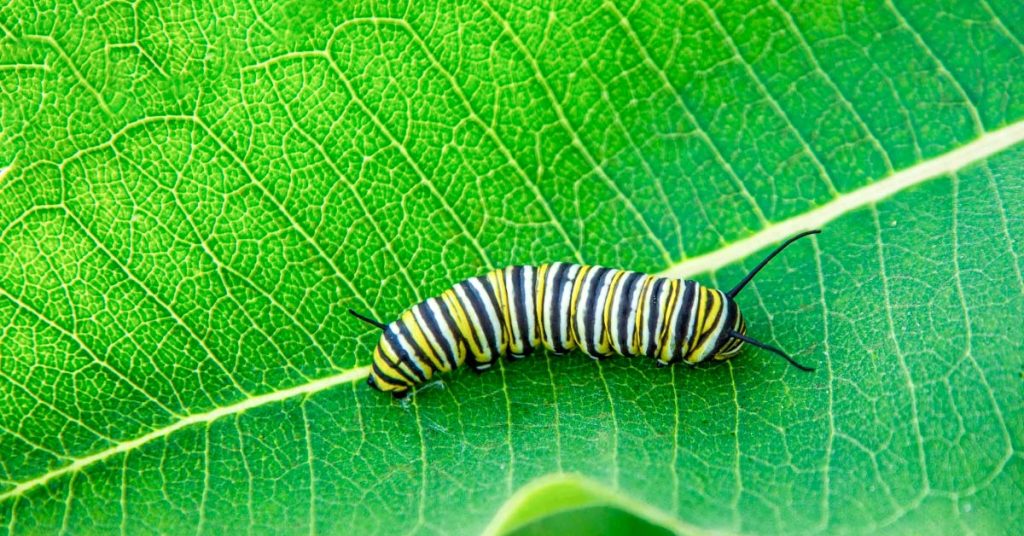 22 Caterpillar Crafts for Your Little Explorer - Cool Kids Crafts