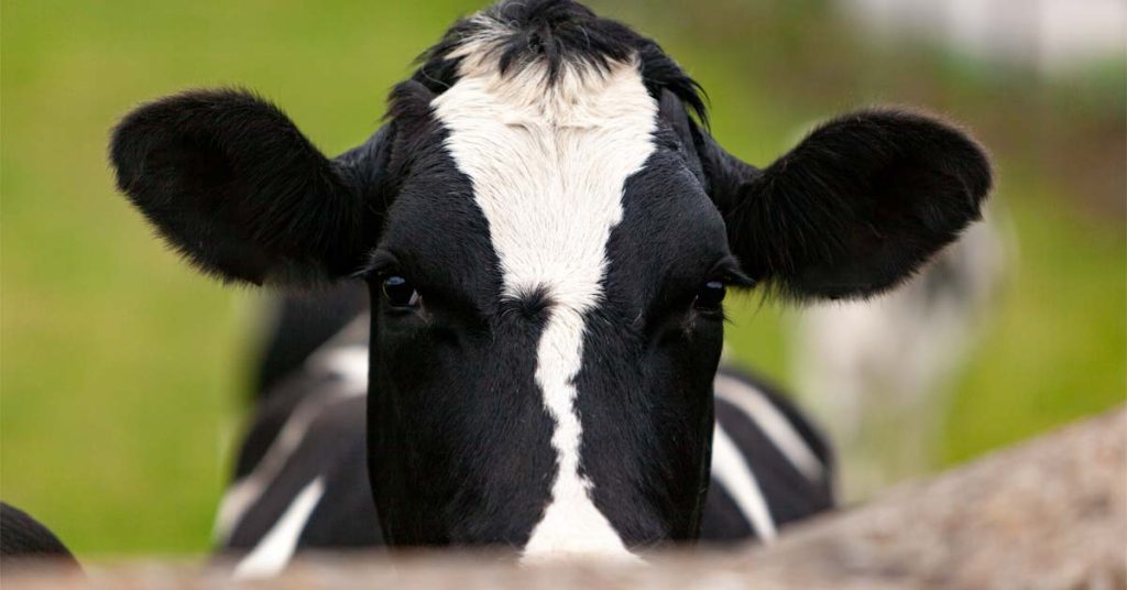 18 Easy Drawings of Cows for Beginners - Cool Kids Crafts