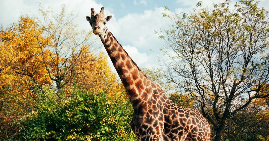 21 Easy Drawings of Giraffes for Kids - Cool Kids Crafts