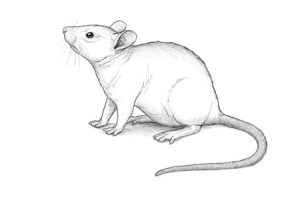 19 Simple and Easy Mouse Drawings - Cool Kids Crafts
