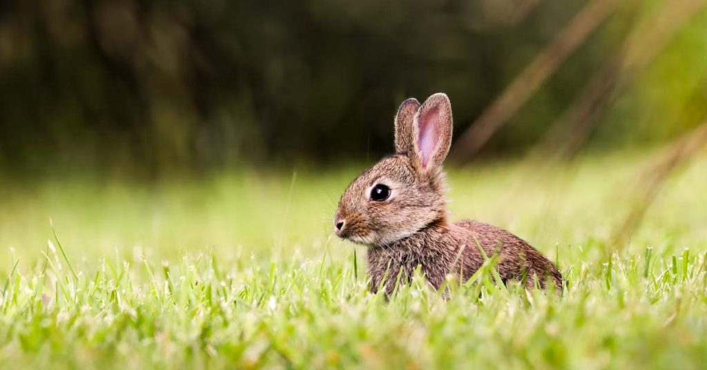 20 Cute Bunny Crafts for Kids - Cool Kids Crafts