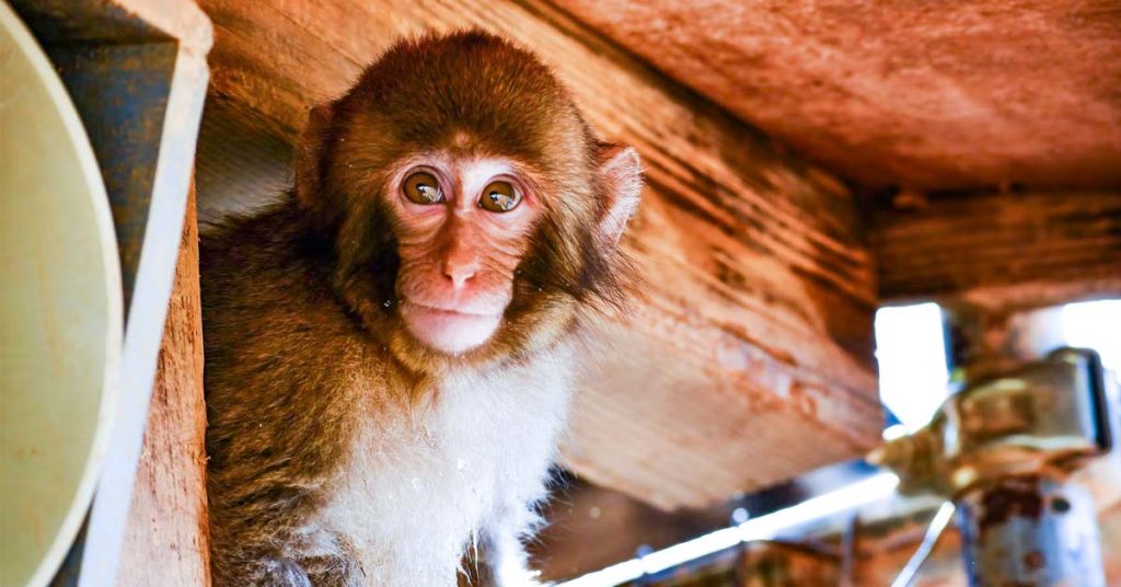 19 Easy Monkey Drawings for Little Chimps - Cool Kids Crafts