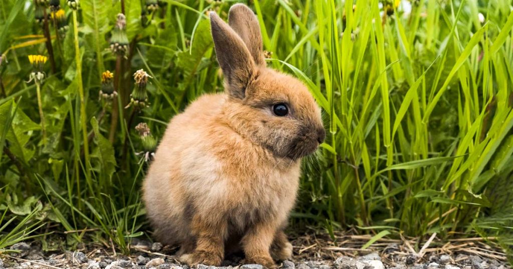 23 Easy Bunny Drawings Anyone Can Do - Cool Kids Crafts