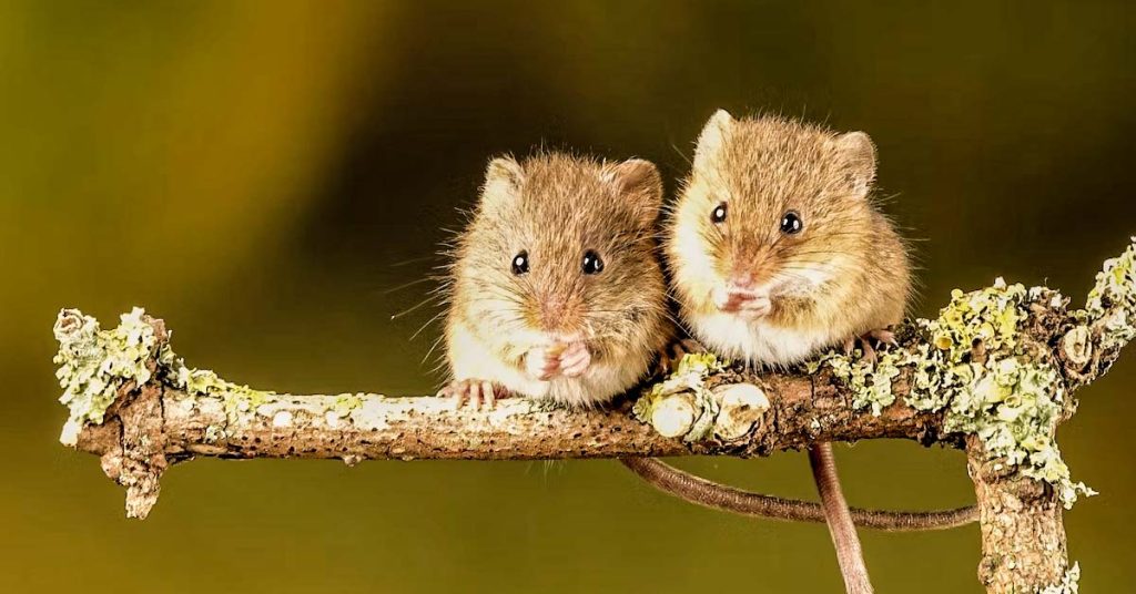 19 Simple and Easy Mouse Drawings - Cool Kids Crafts