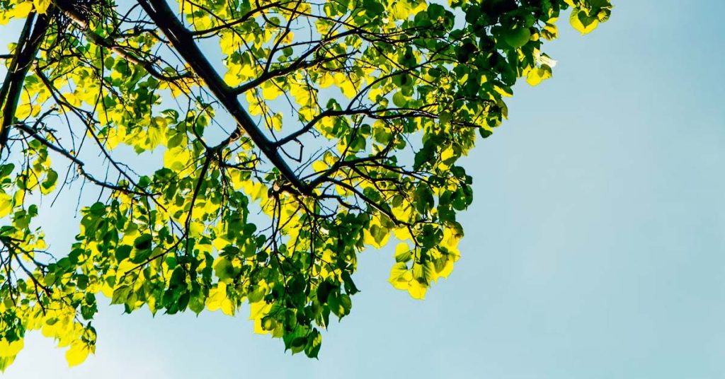 21 Fantastic Leaf Drawings for Nature Lovers - Cool Kids Crafts