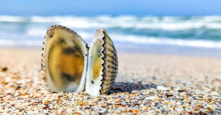 22 Easy Seashell Drawings for Explorers - Cool Kids Crafts