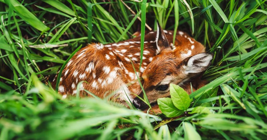 23 Cute and Easy Deer Drawings for Kids - Cool Kids Crafts