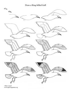 23 Fascinating Seagull Drawings for Your Little Explorer - Cool Kids Crafts