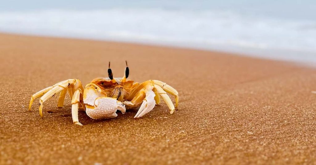 24 Crab Drawings for a Crabtastic Adventure - Cool Kids Crafts