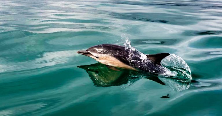 19 Aquatically Easy Dolphin Drawings - Cool Kids Crafts