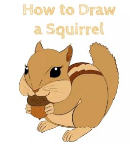 25 Fun and Easy Squirrel Drawings - Cool Kids Crafts